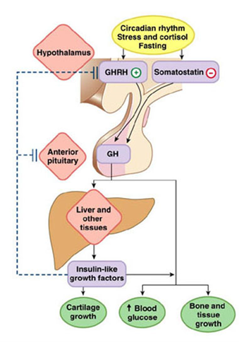 somatropin-HGH | PortalPed